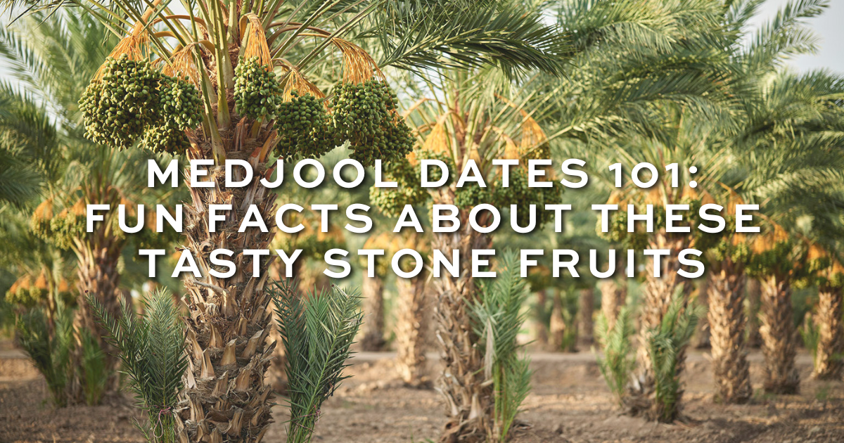 Medjool Dates 101: Everything You Need to Know About These Tasty Stone ...